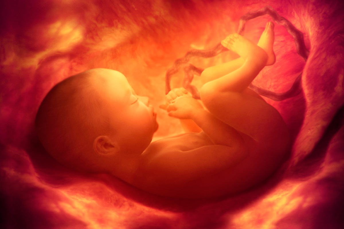 Placenta s Alarm Clock Signals When It s Time For Birth To Begin New Placenta s Alarm Clock Signals When It s Time For Birth To Begin New