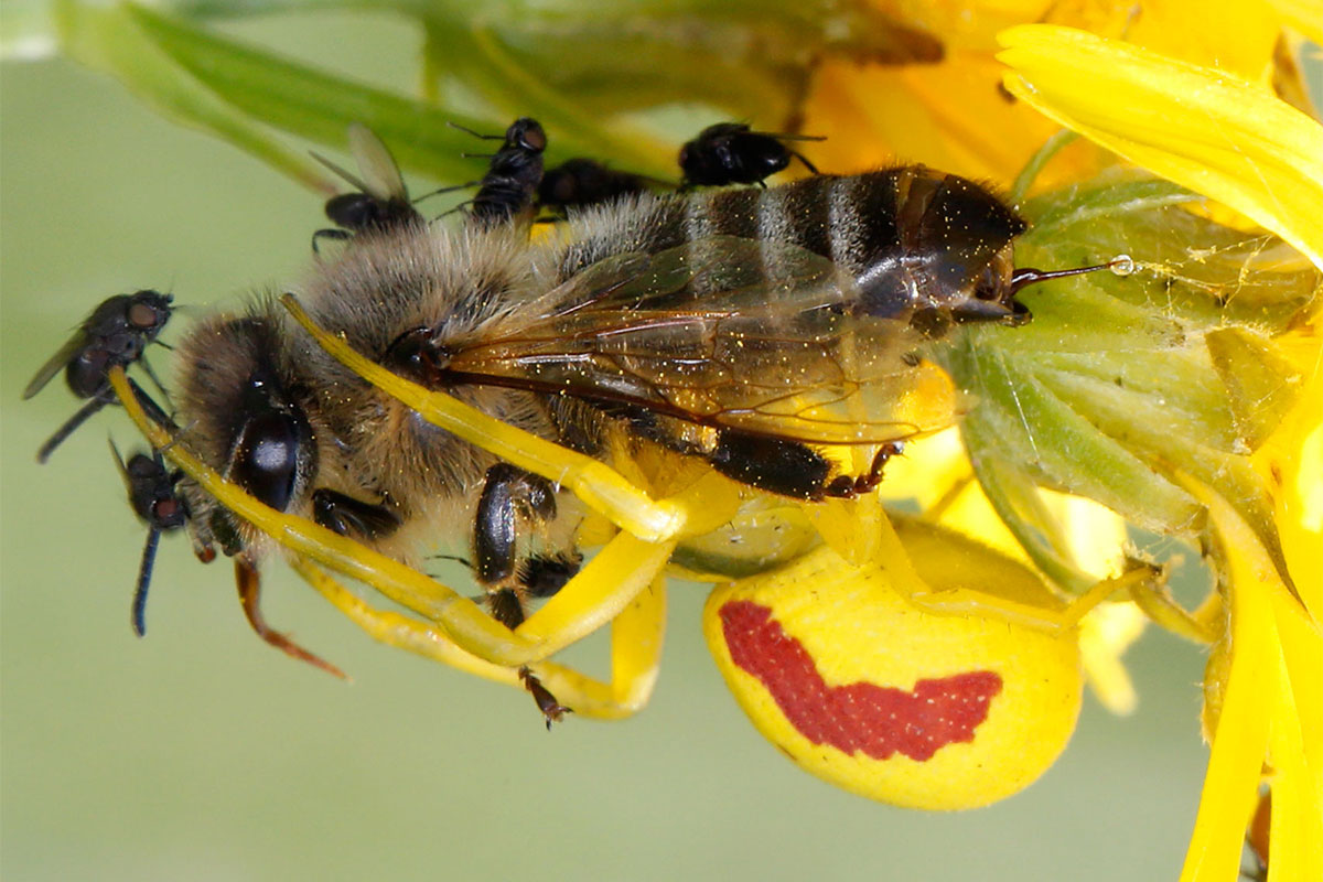 Flower hijacks the fragrance of attacked bees to imprison flies | New ...