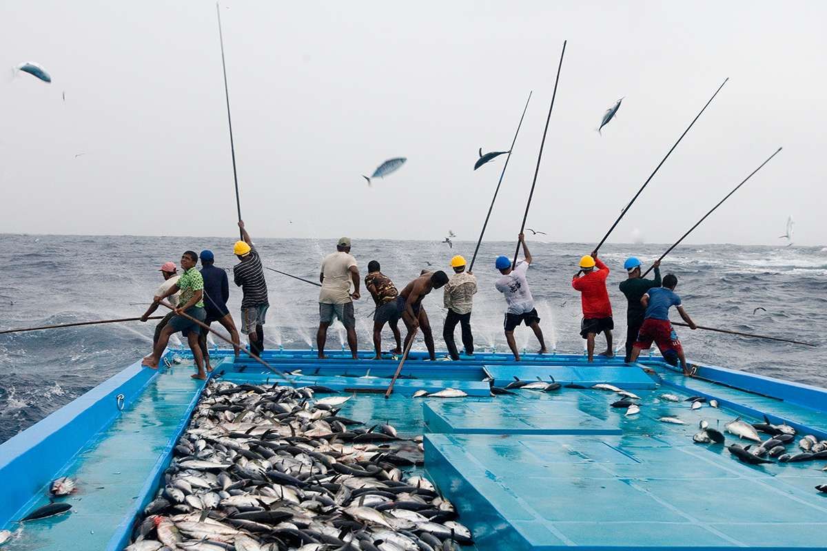 Sustainable Tuna Fishing Is Bad For Climate Here s Why New Scientist