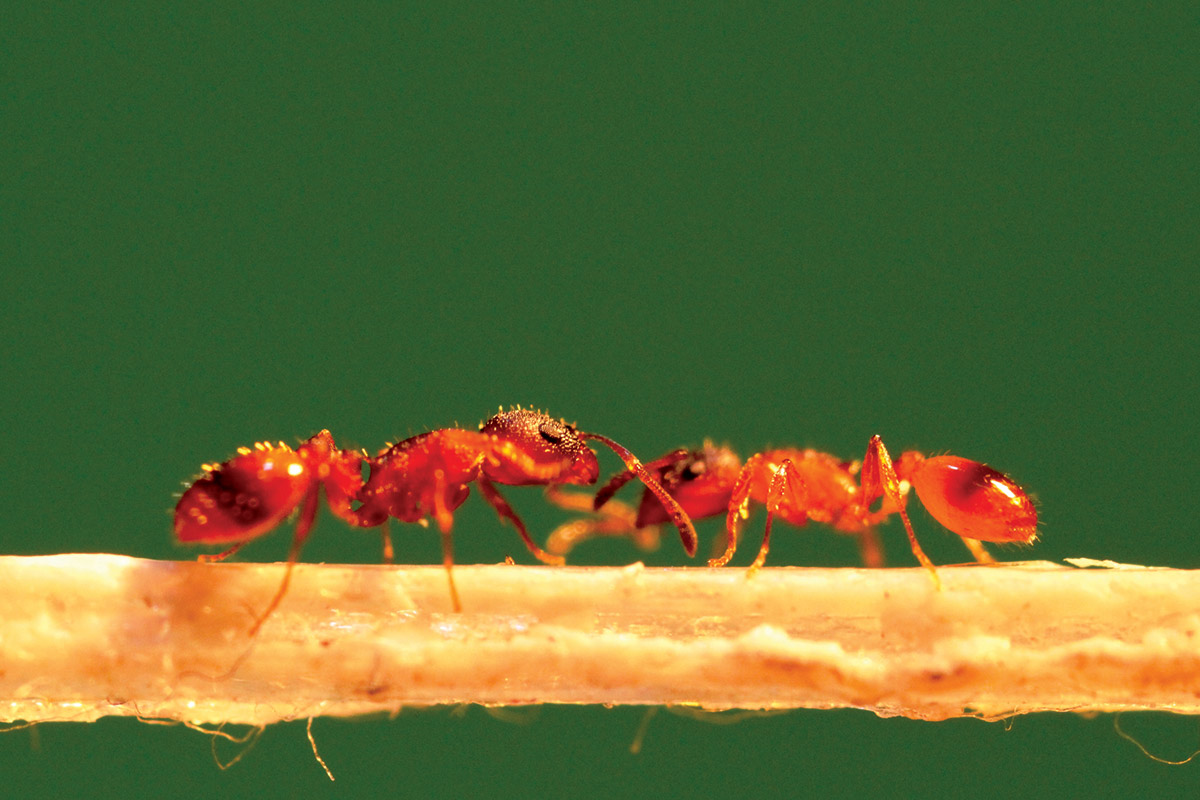 Ant choosiness reveals they all have different personalities | New ...