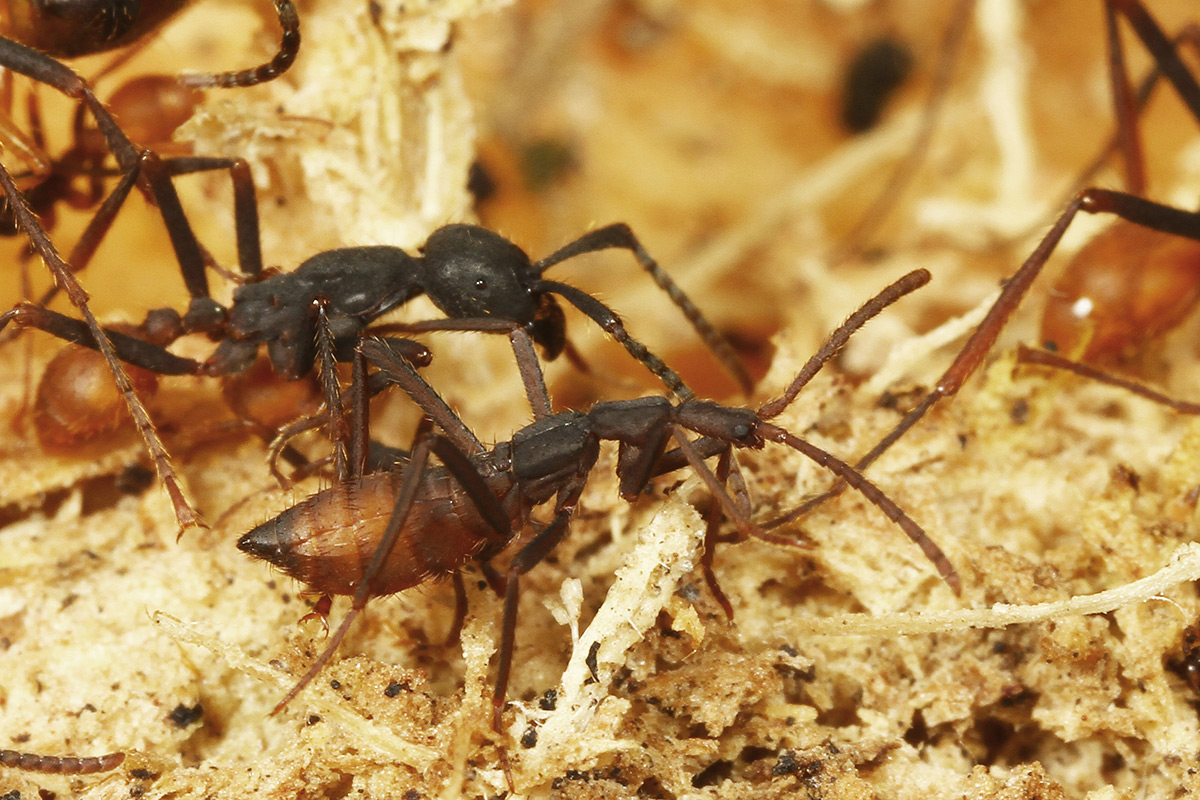 Sneaky beetles evolved disguise to look like ants, then eat them | New ...