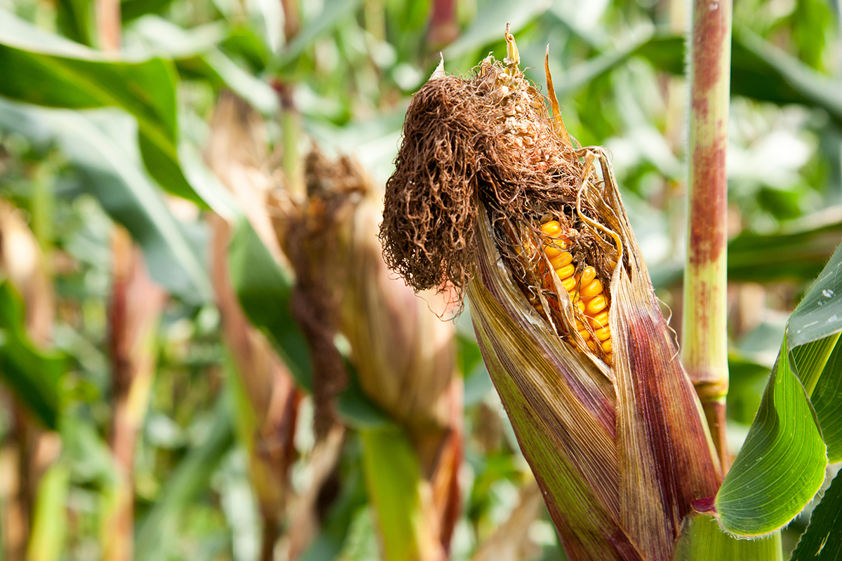 Maize engineered to silence deadly toxins in poisonous mould | New ...