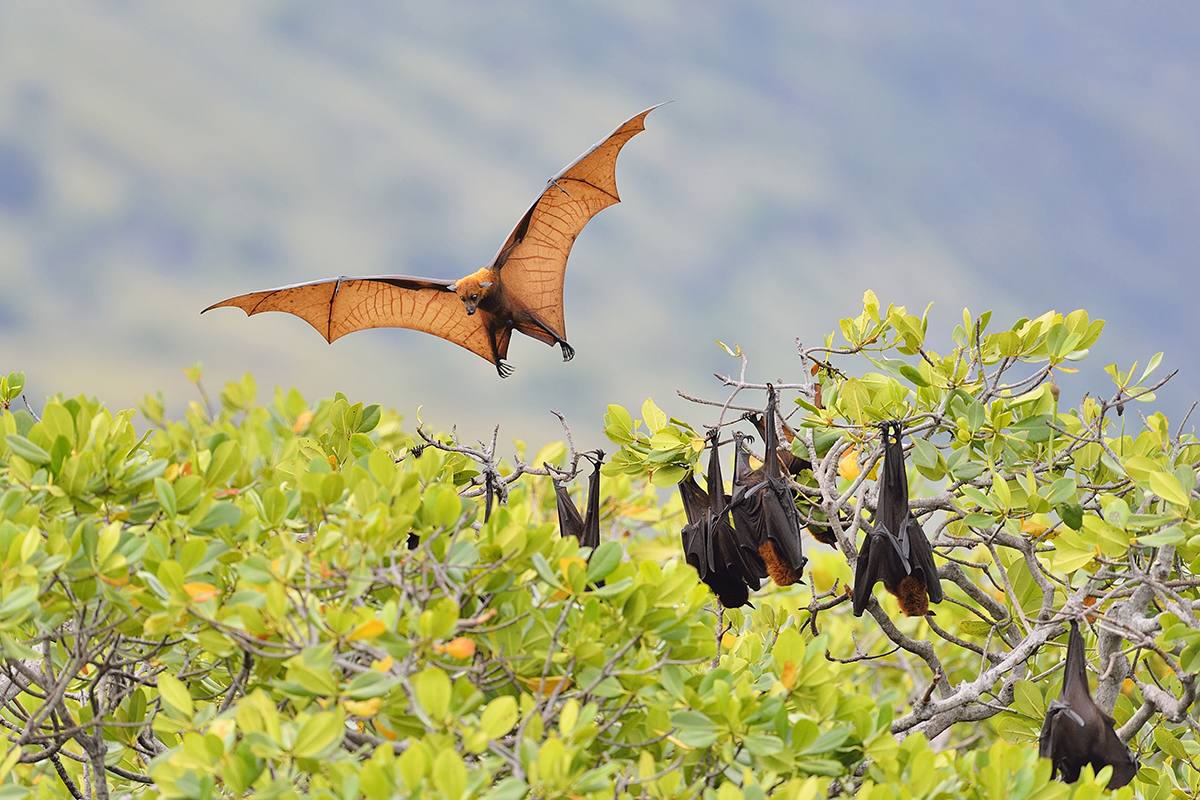 Flying Foxes Are Facing Extinction On Islands Across The World New Flying Foxes Are Facing Extinction On Islands Across The World New