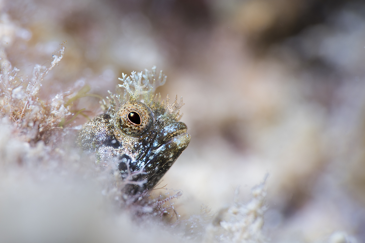 Wary blenny fish pokes its head out from a Caribbean reef | New Scientist