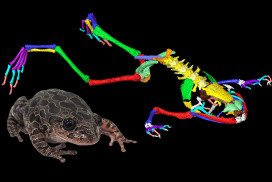 Lucky you! Accidents of evolution that made us human | New Scientist