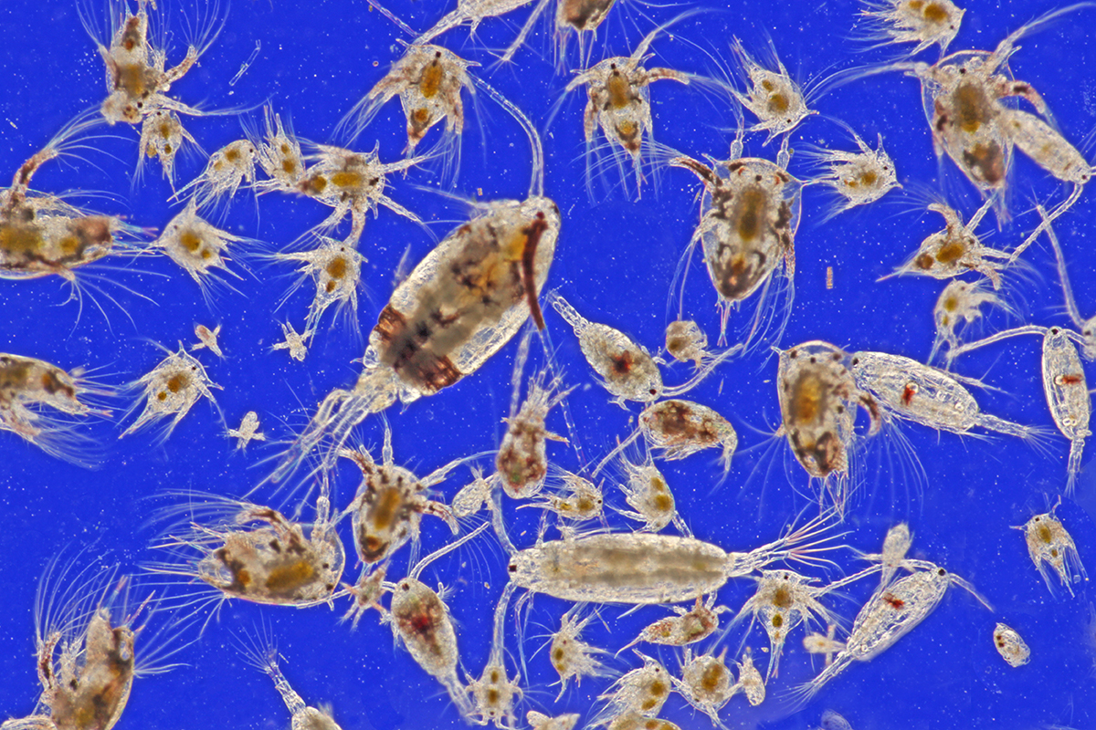 Oil-exploration airguns punch 2-kilometre-wide holes in plankton | New ...