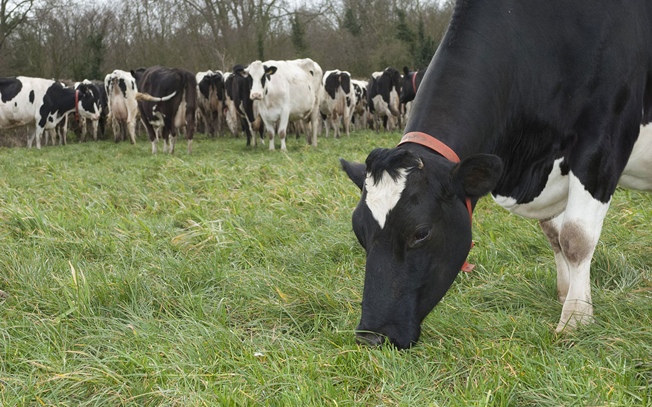 Grass-fed beef is bad for the planet and causes climate change | New ...