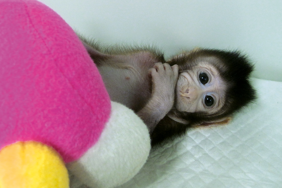 What does China’s monkey breakthrough mean for human cloning? | New ...