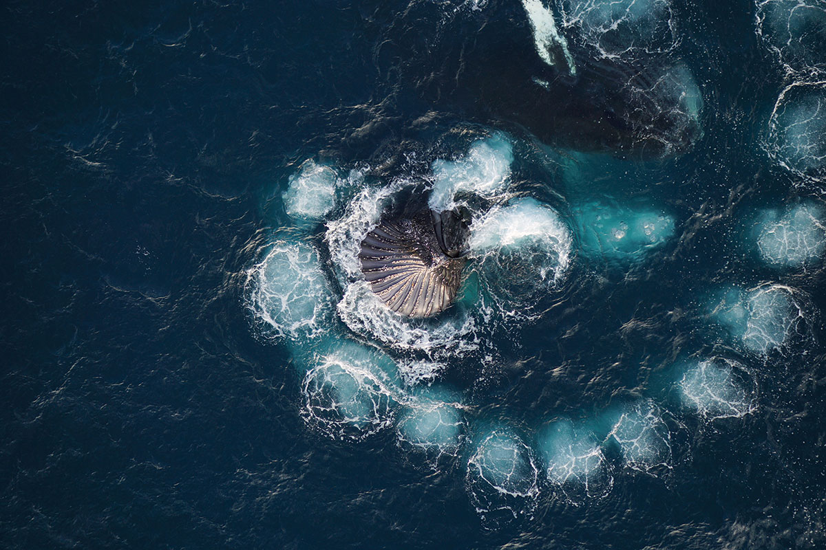 Drone captures humpback whales catching krill with bubbles | New Scientist