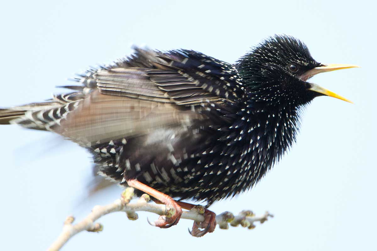How birds focus even with eyes on opposite sides of their heads | New ...