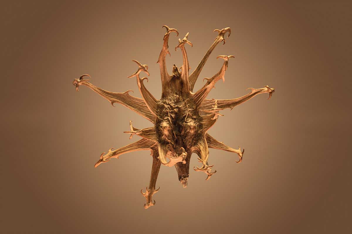 The spiky but stunning burrs that litter the South African coast | New ...