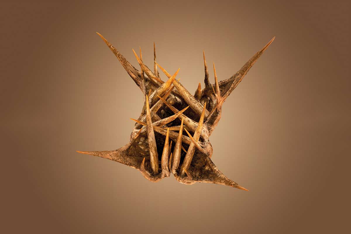 The spiky but stunning burrs that litter the South African coast | New ...