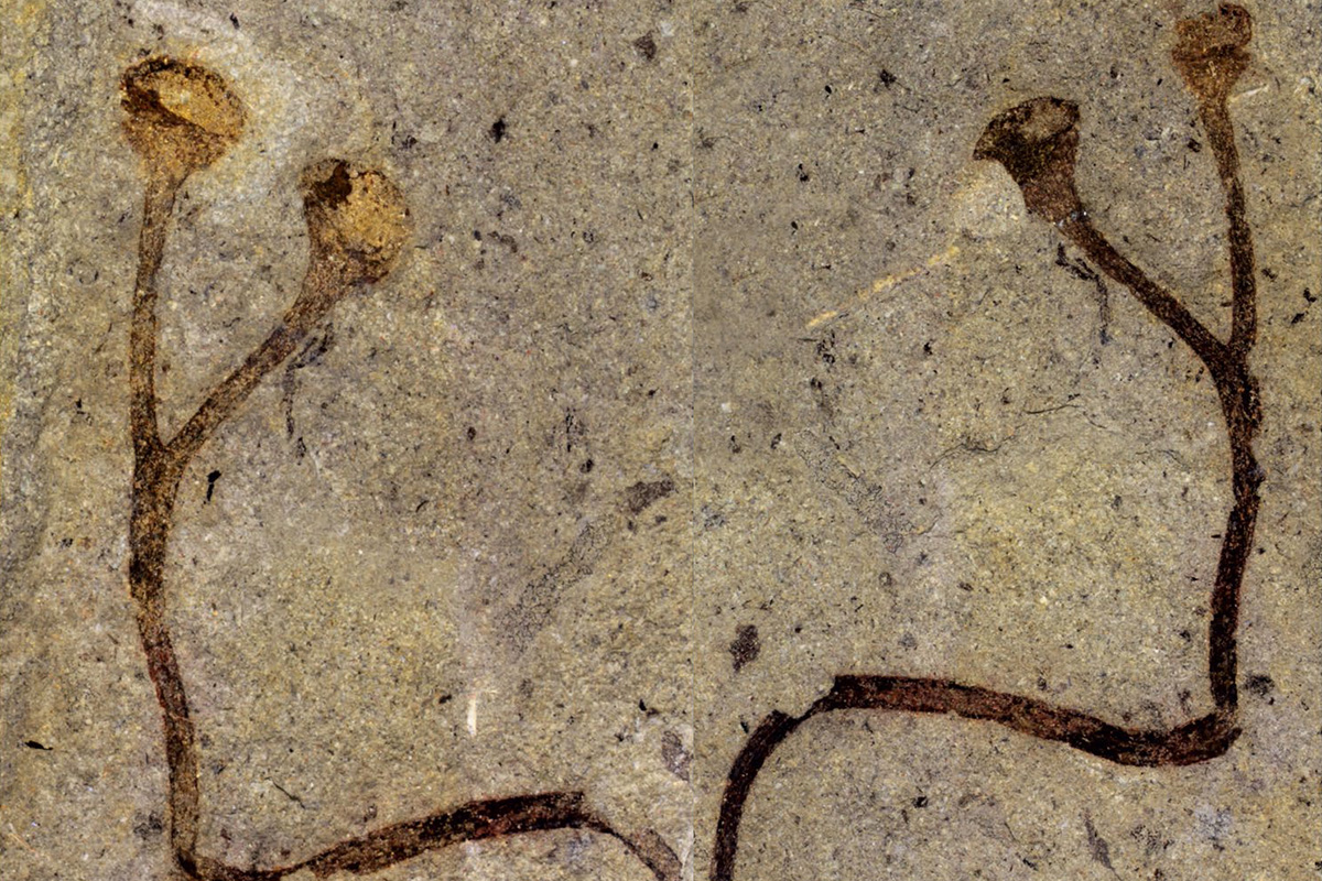 A fossil may rewrite the story of how plants first lived on land | New ...