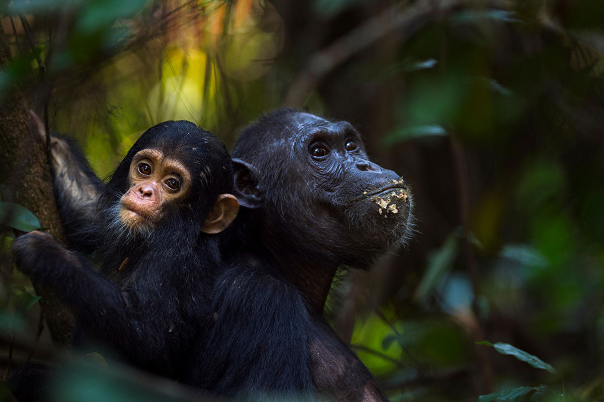 Chimp evolution was shaped by sex with their bonobo relatives | New ...