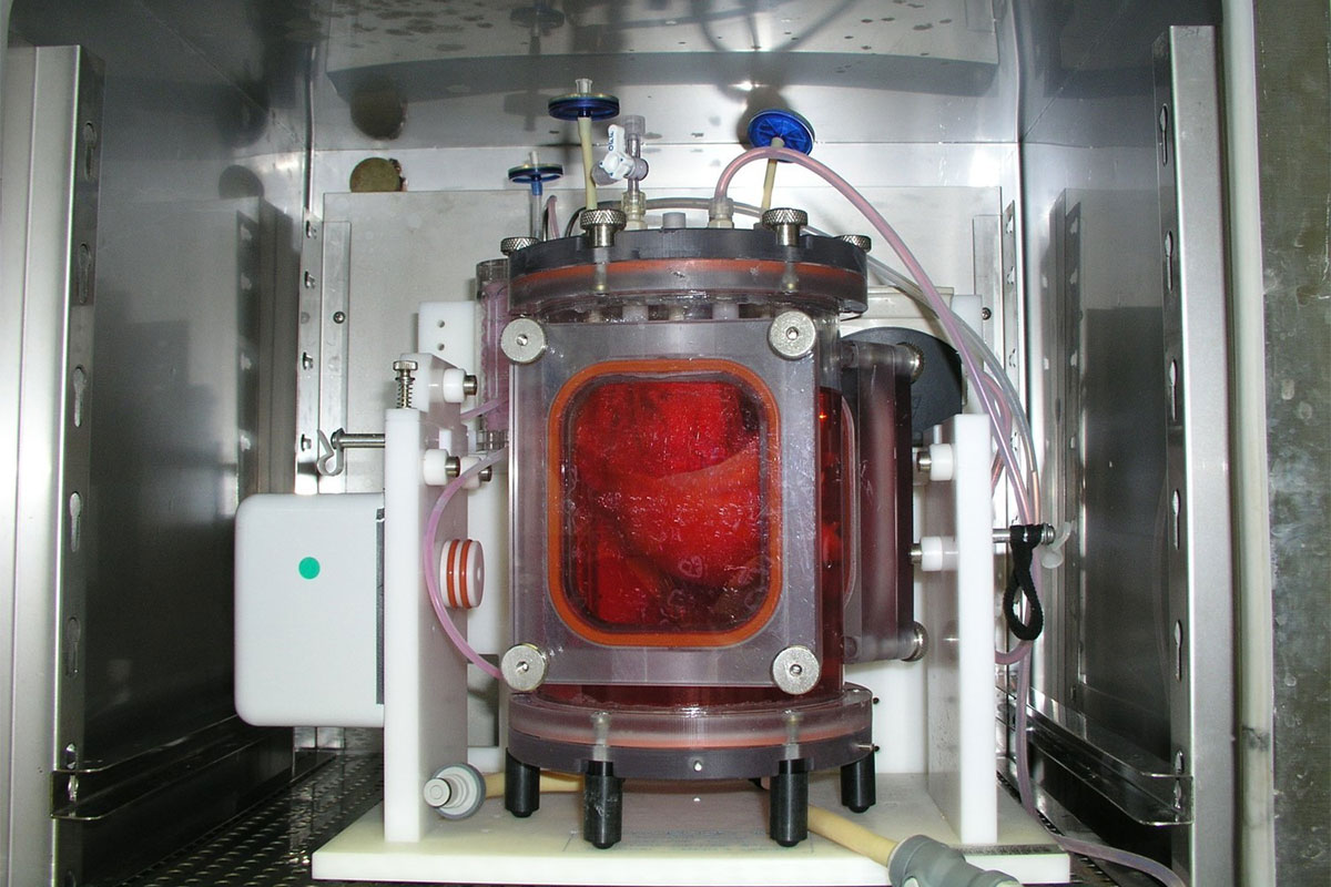 Bio-engineered lungs are the first successful organs made in the lab ...