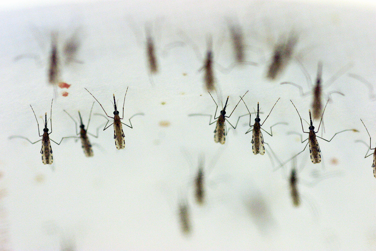 Evolution-defying DNA makes mosquitoes infertile by changing their sex ...